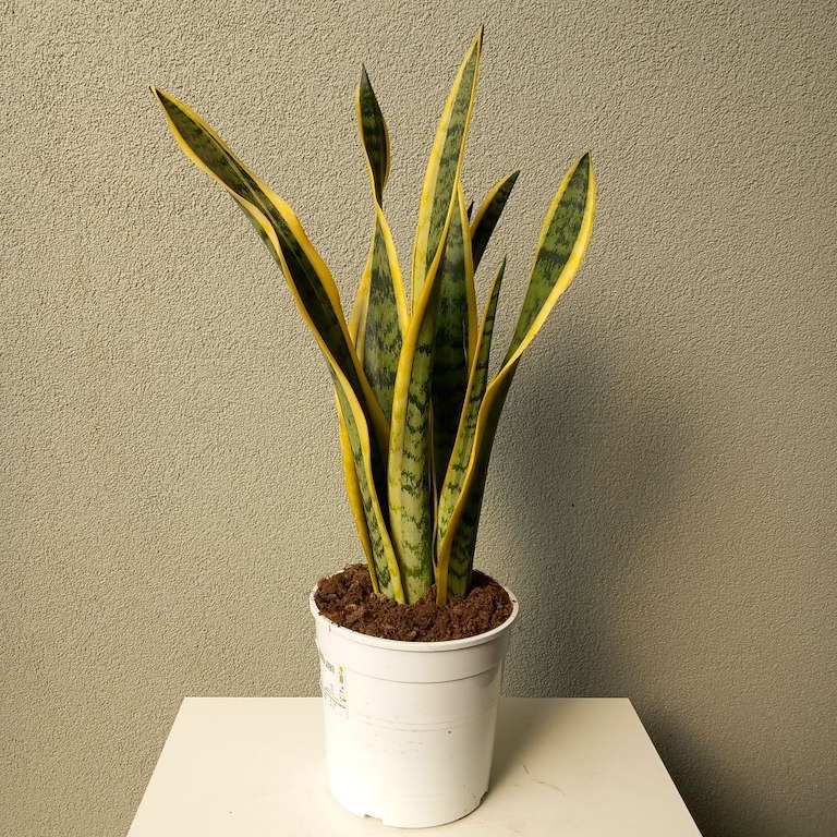 Sansevieria trifasciata Laurentii 50-60 cm