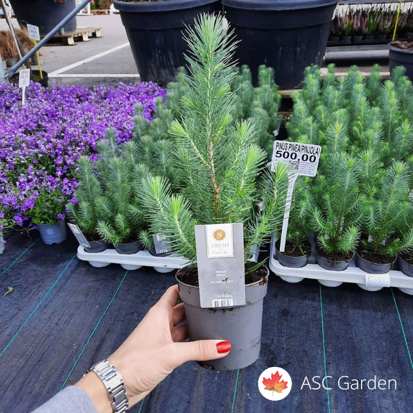 Pinus pinea Silver Crest 30-40 cm