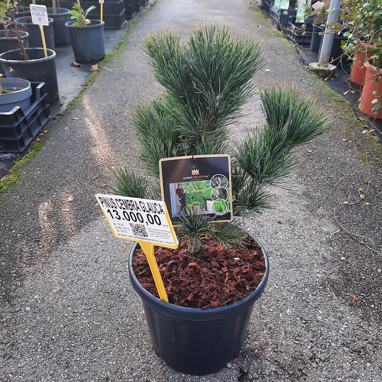 Pinus cembra Glauca 30 cm