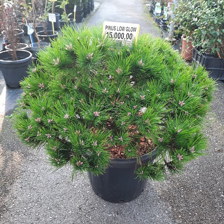 Pinus densiflora ‘Low Glow’ 50 cm