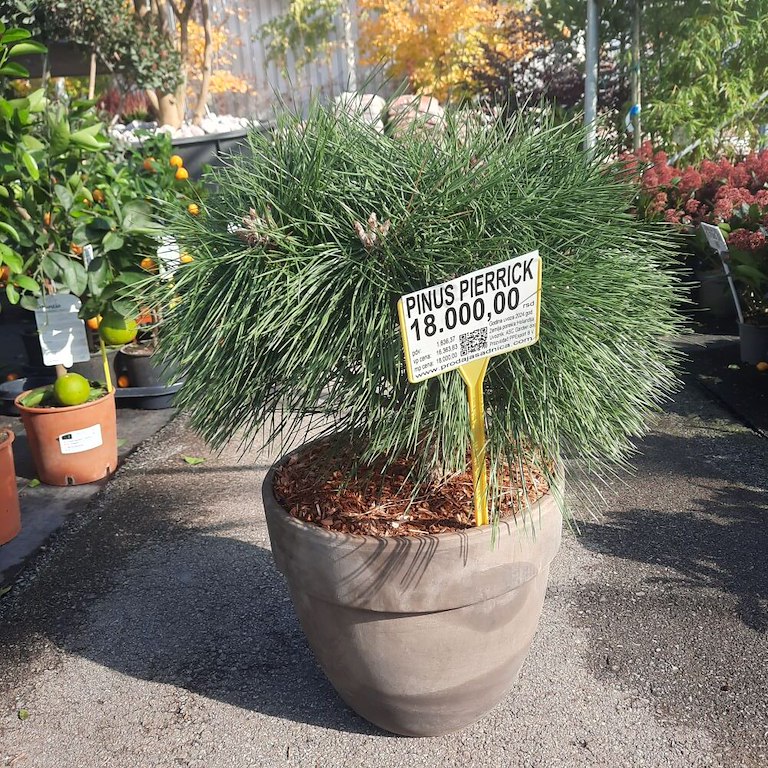 Pinus nigra pierrick Bregeon 40 cm