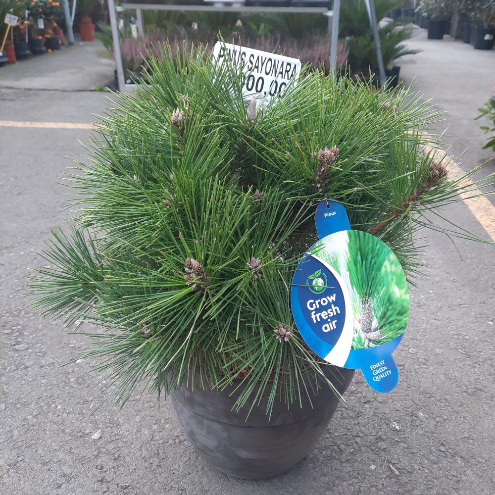 Pinus thunbergii Sayonara 40 cm