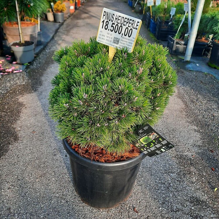 Pinus uncinata Heideperle 70 cm