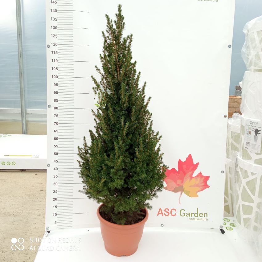 Patuljasta smrča 85-90 cm Picea glauca conica