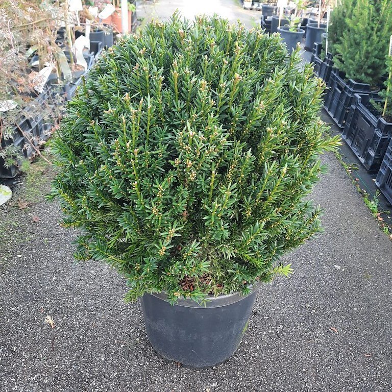 Taxus media hilli 50 cm