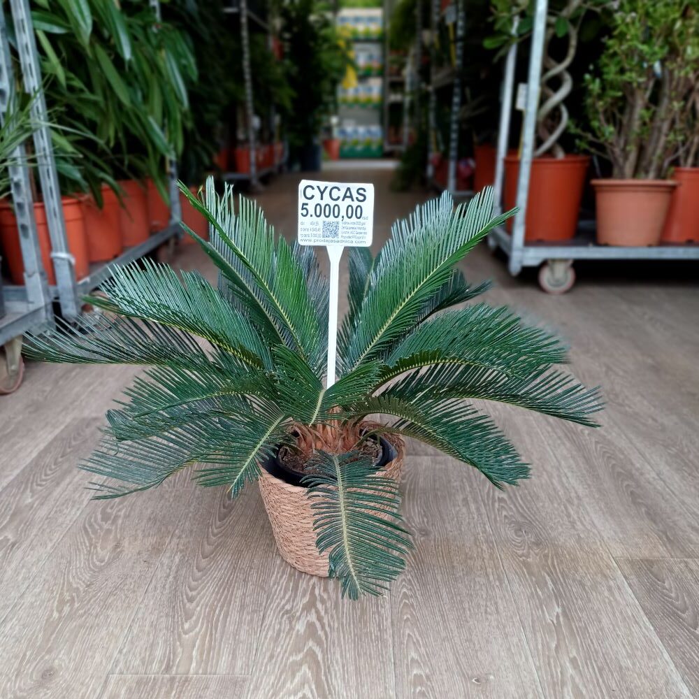 Cycas revoluta – Cikas palma – Sago palma 70 cm