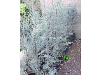 Cupressus arizonica 'Blue Ice'