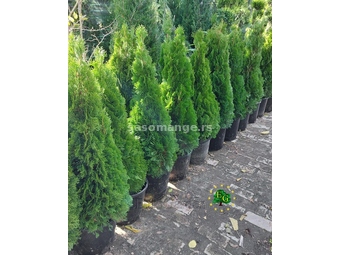 Thuja occidentalis 'Smaragd'