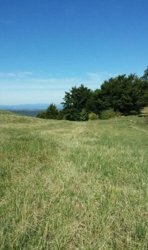 Plac ispod Cigote-Zlatibor