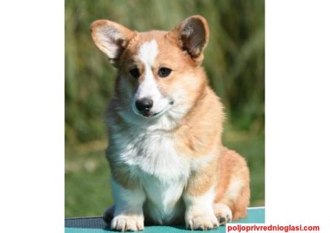 Velški korgi/Welsh Corgi Pembroke