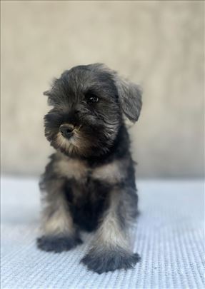 Patuljasti šnaucer Miniature Schnauzer