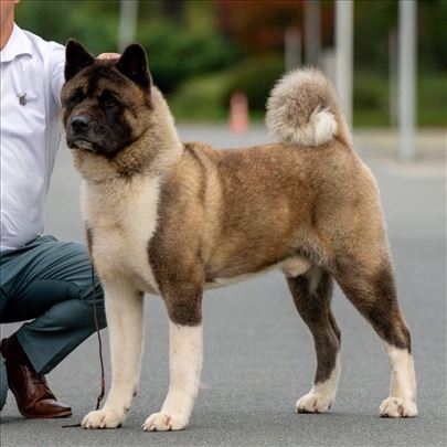 Američka Akita mužjak za parenje