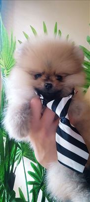 Patuljasti pomeranac,pomeranac boo