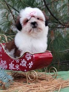 SHIH TZU žensko štene