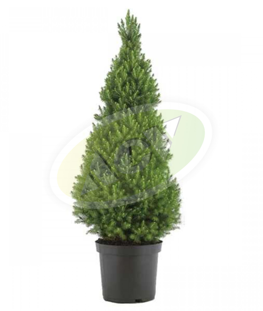 THUJA SMARAGD - PICEA U SAKSIJI