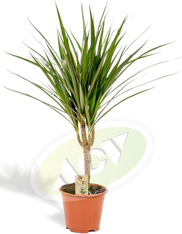 DRACENA - JUKA - AUKUBA U SAKSIJI