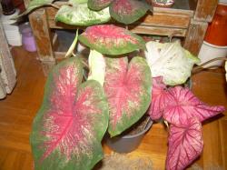 caladium bicolor