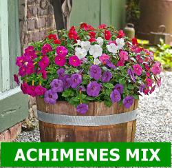 Achimenes mix