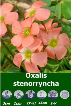 Oxalis stenorryncha