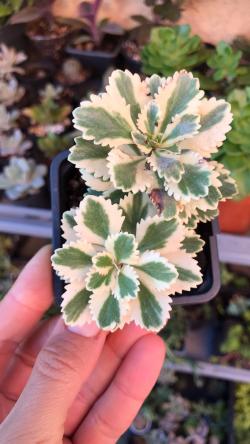 Sedum atlantis, zimootporni sedum