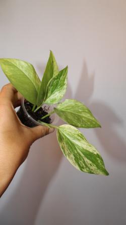 Epipremnum aureum Snow queen