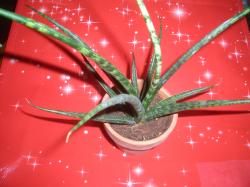 Sansevieria bacularis