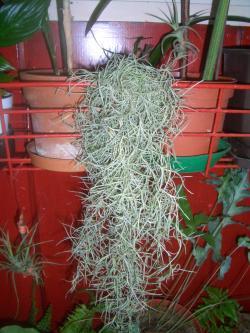 Tillandsia usneoides