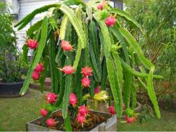 Dragon fruit (reznica)