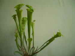 Sarracenia flava