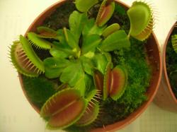 Dionaea muscipula/ muholovka u saksiji