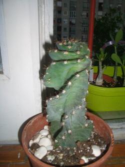 Cereus spiralis forbesii