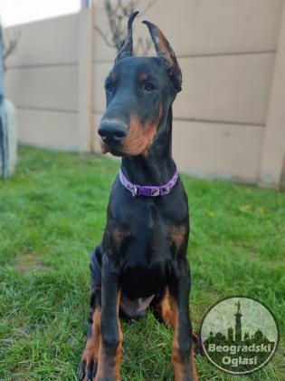 Doberman mužijak