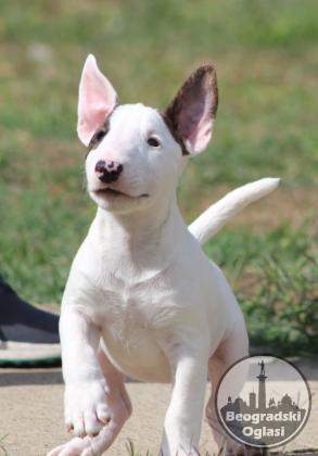 Mini Bull Terijer prelepi štenci