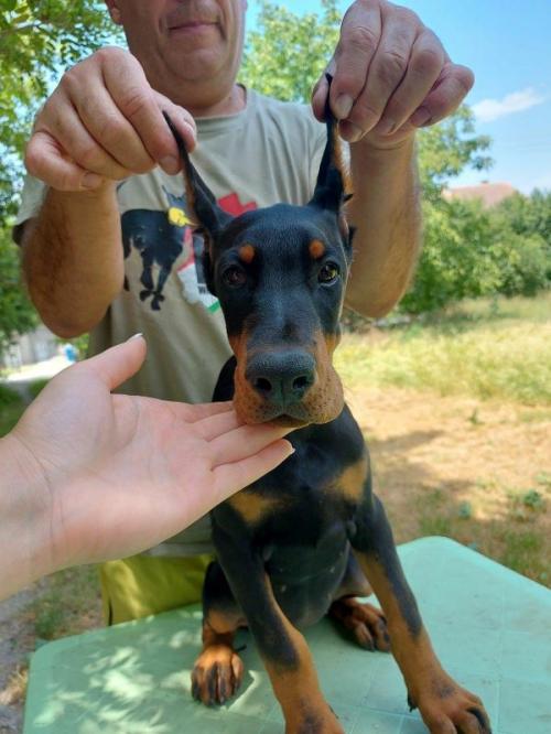 Doberman, žensko štene