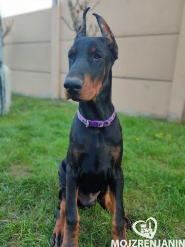 Doberman mužijak