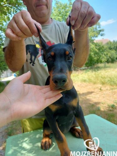 Doberman, žensko štene