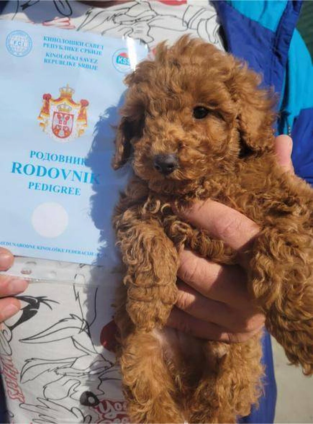 Ponuda Predivnih Toy Pudli Očarajte se našim pažljivo odgajanim toy