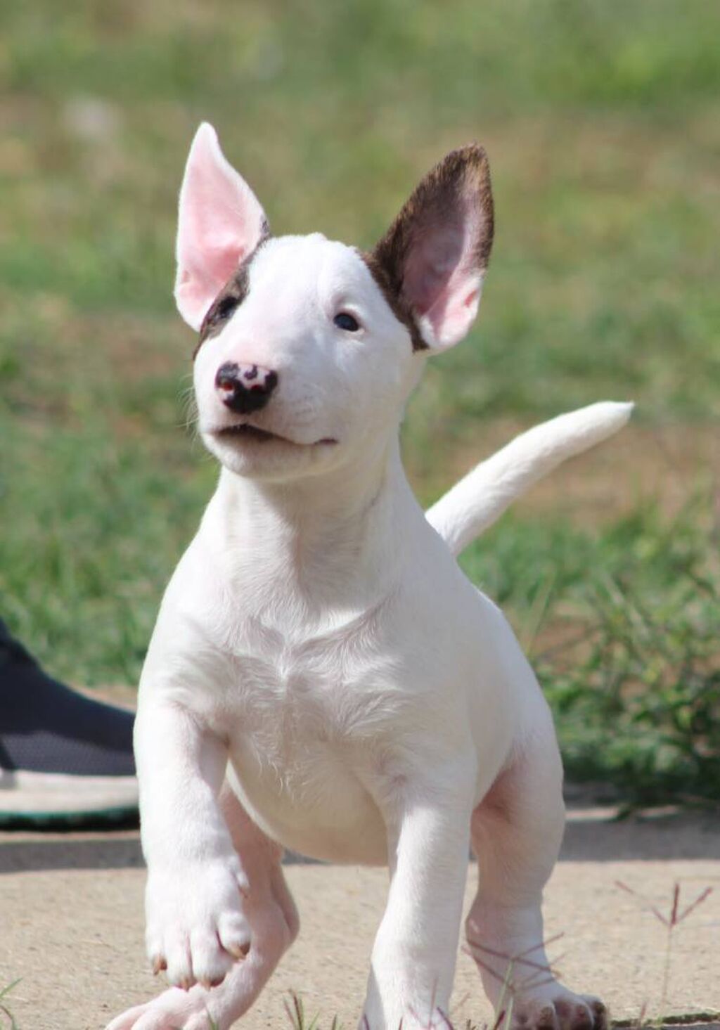 Na prodaju prelepi štenci mini bul terijera, stari 3 meseca. Štenci