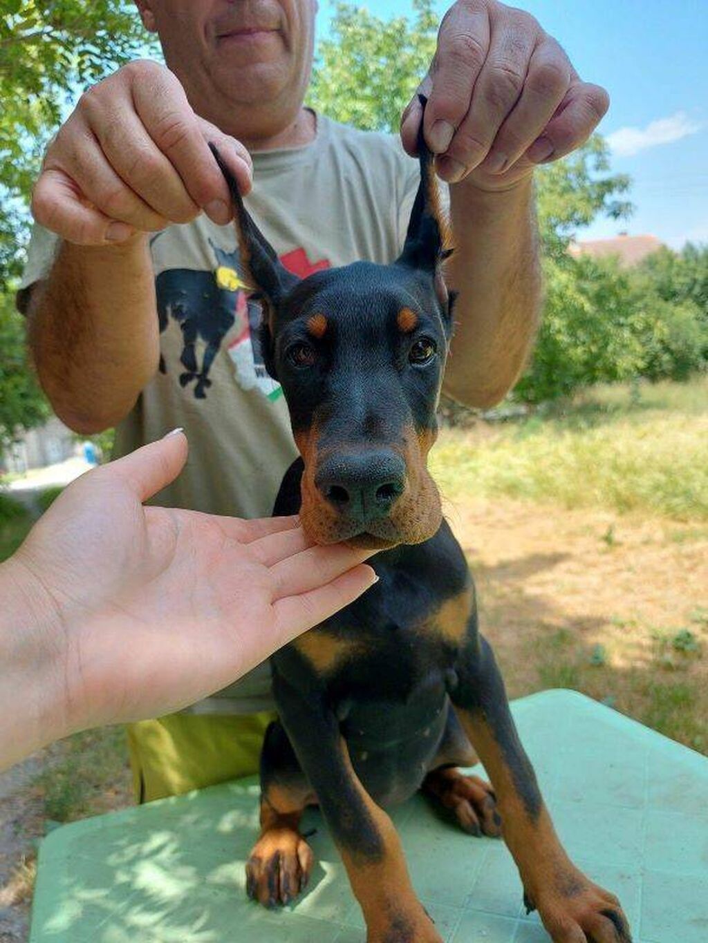 Dostupno crno žensko štene dobermana, stara 3 meseca, kupirana