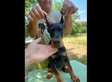 Doberman, žensko štene