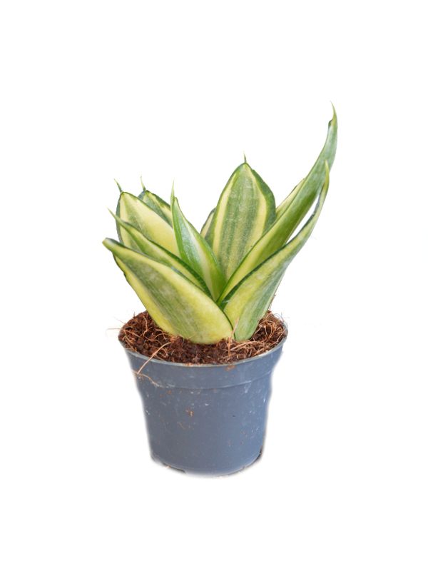 Sanseveria