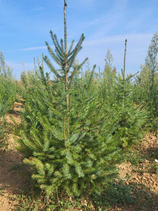 Novogodišnje drvce 1.2 – 1.5m (Picea omorika – Pančićeva omorika)