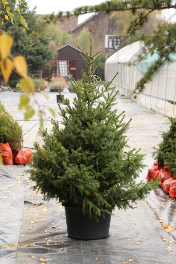 Novogodišnje drvce Plava smrča – Picea pungens