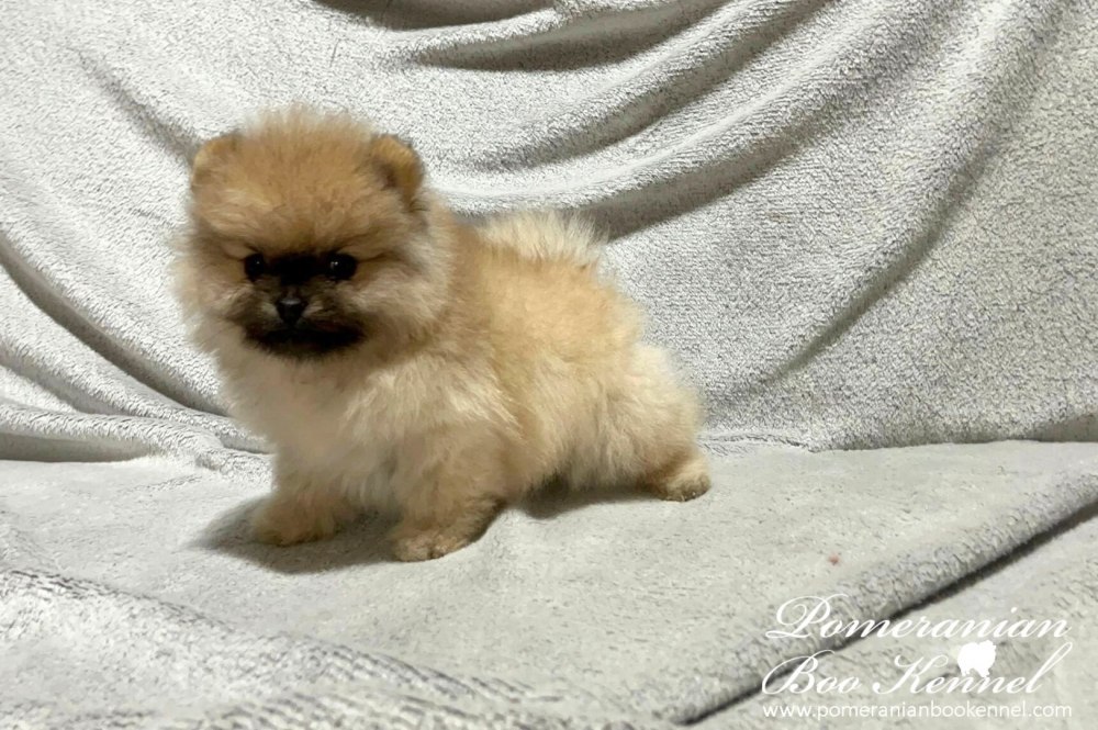 Pomeranac musko stene Teddy