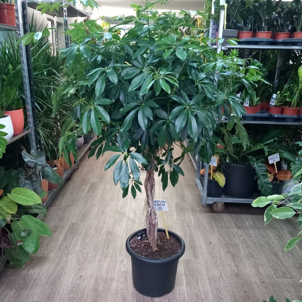 Schefflera arb. Compacta 170 cm