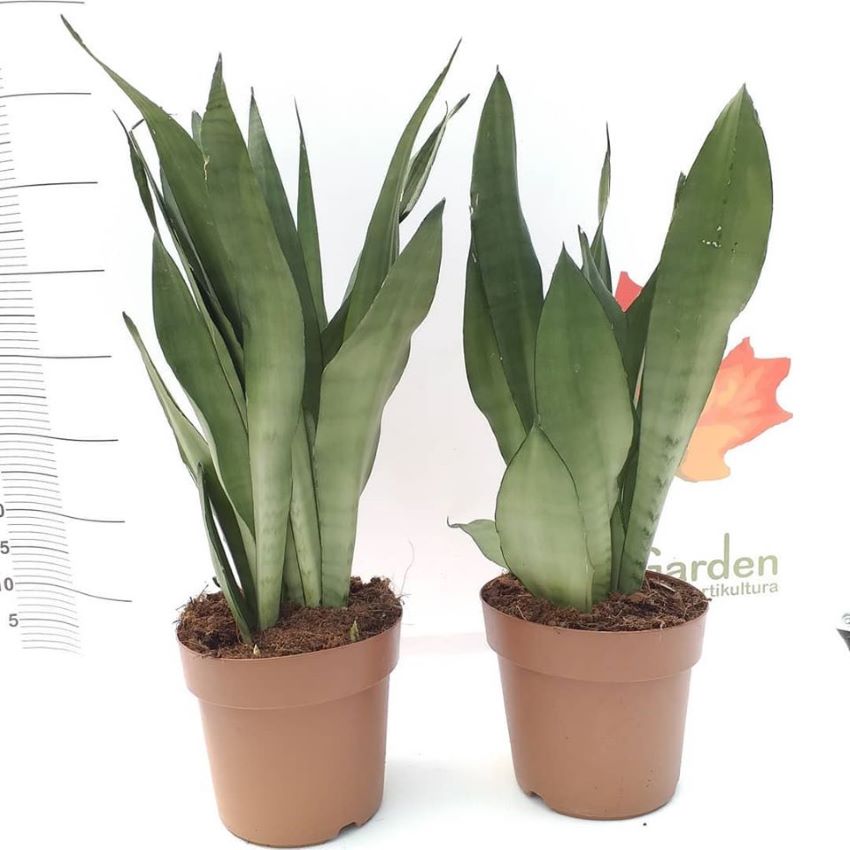 Sansevieria tr. moonshine- Mesečeva sanseverija 60 cm