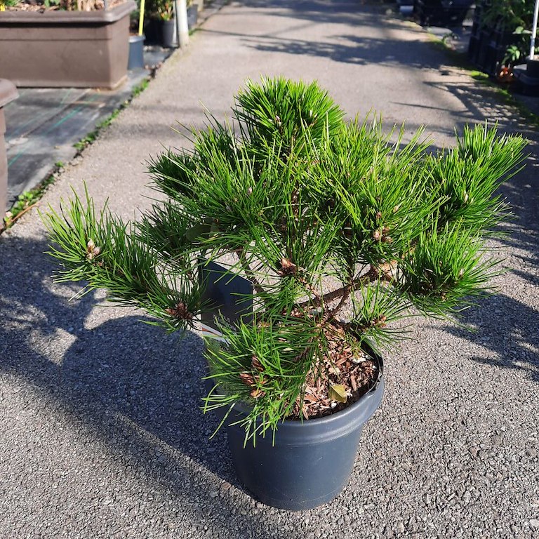 Pinus densiflora Low Glow 30 cm