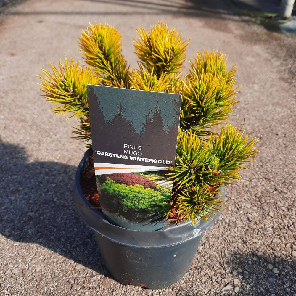 Pinus mugo Carstens Wintergold 20 cm