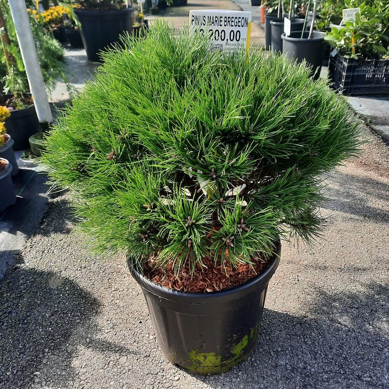 Pinus nigra Marie Bregeon 50 cm