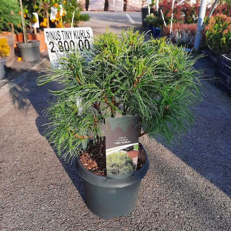 Pinus strobus ‘Tiny Curls’ 25 cm